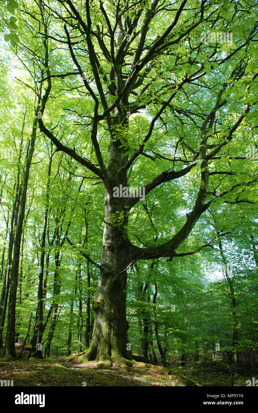 Green Leafy Tree with over hanging canopy in woods or forest Stock ...
