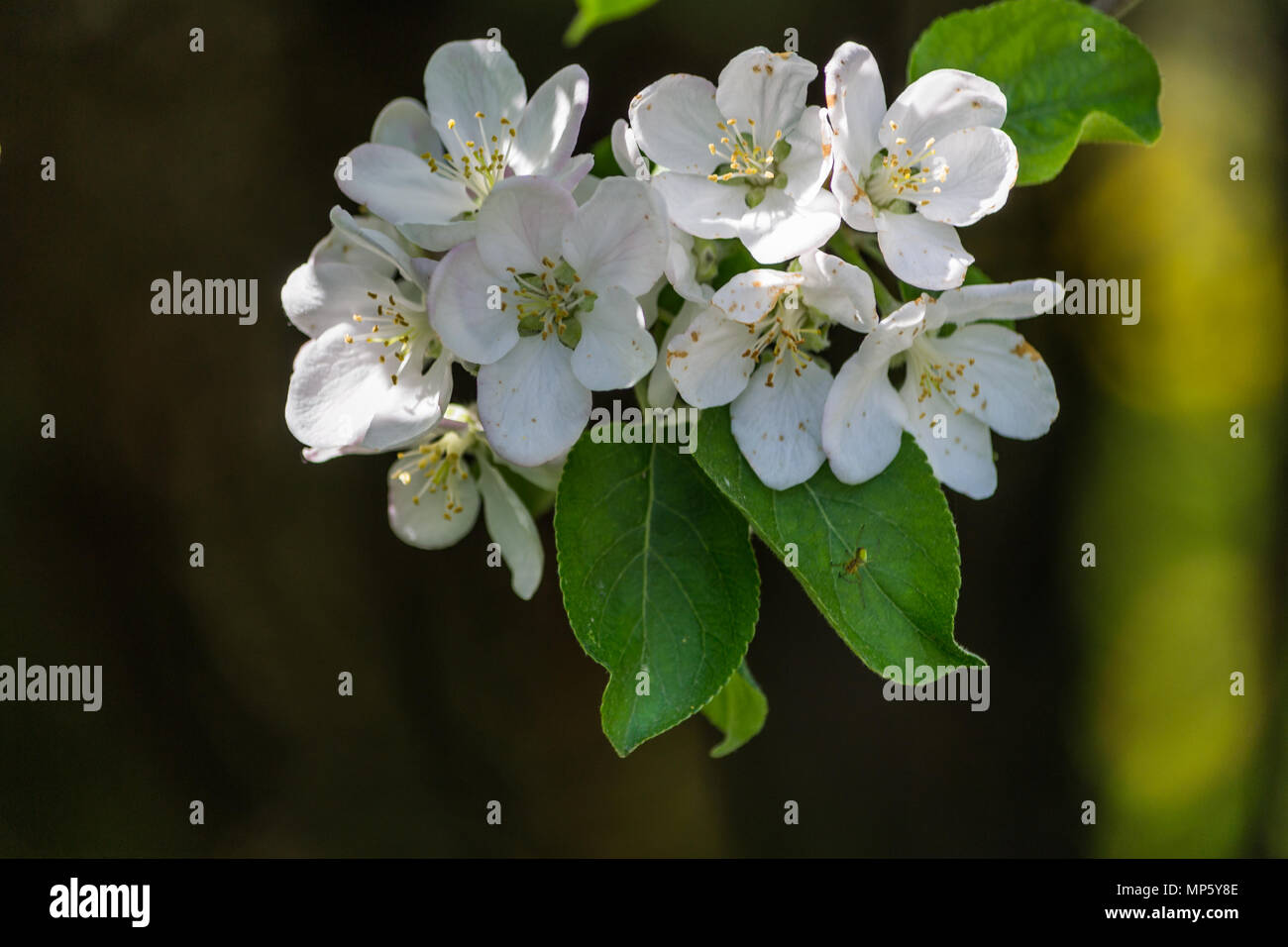 Spring flowers in the garden and the natural environment Stock Photo ...