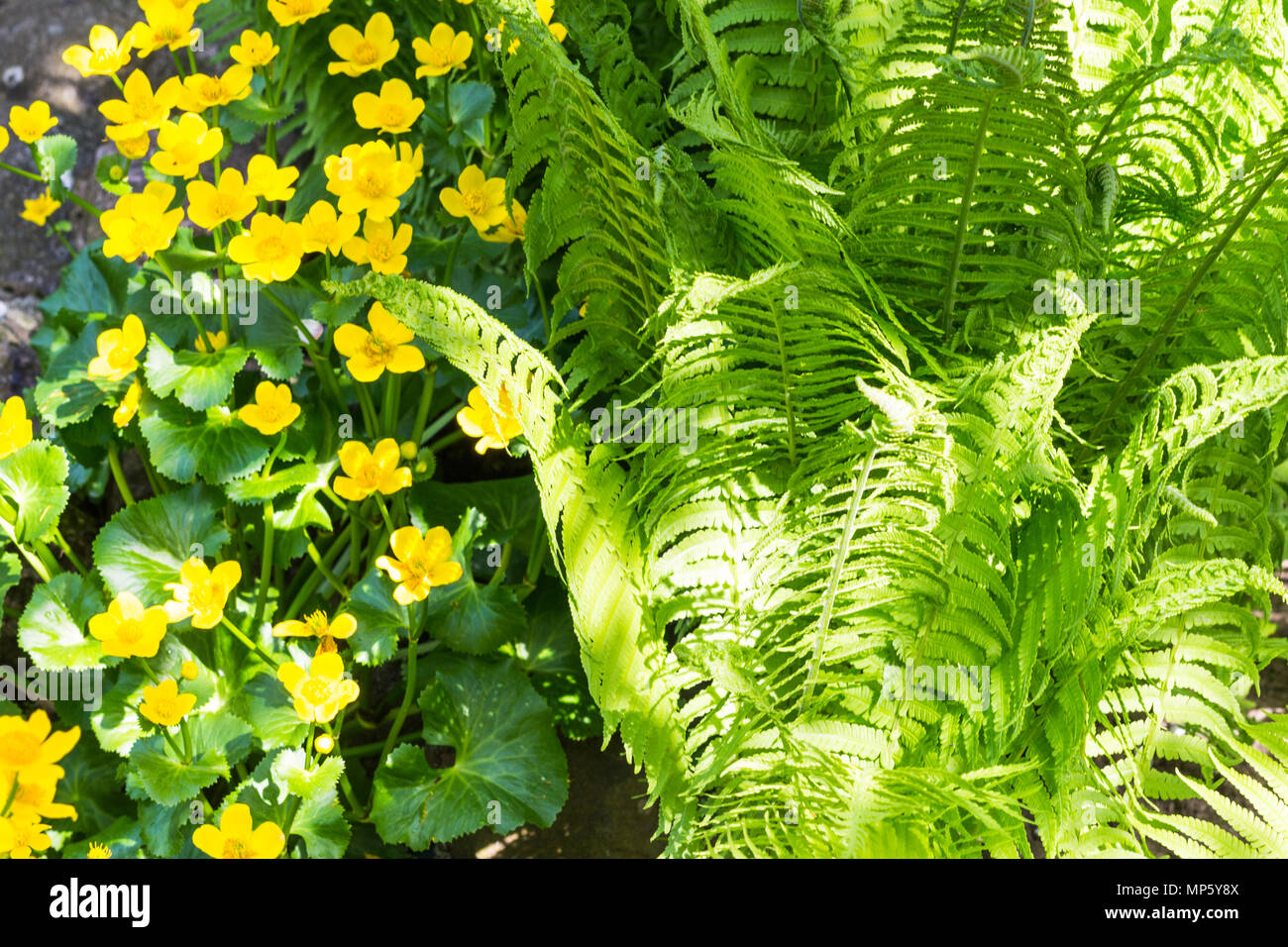 Spring flowers in the garden and the natural environment Stock Photo ...