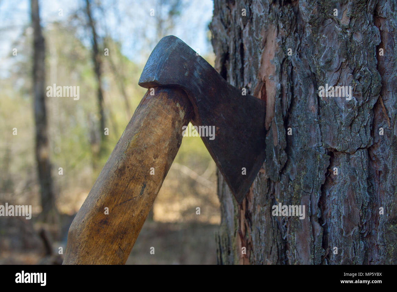 Old dirty hatchet is stuck in pine tree Stock Photo - Alamy