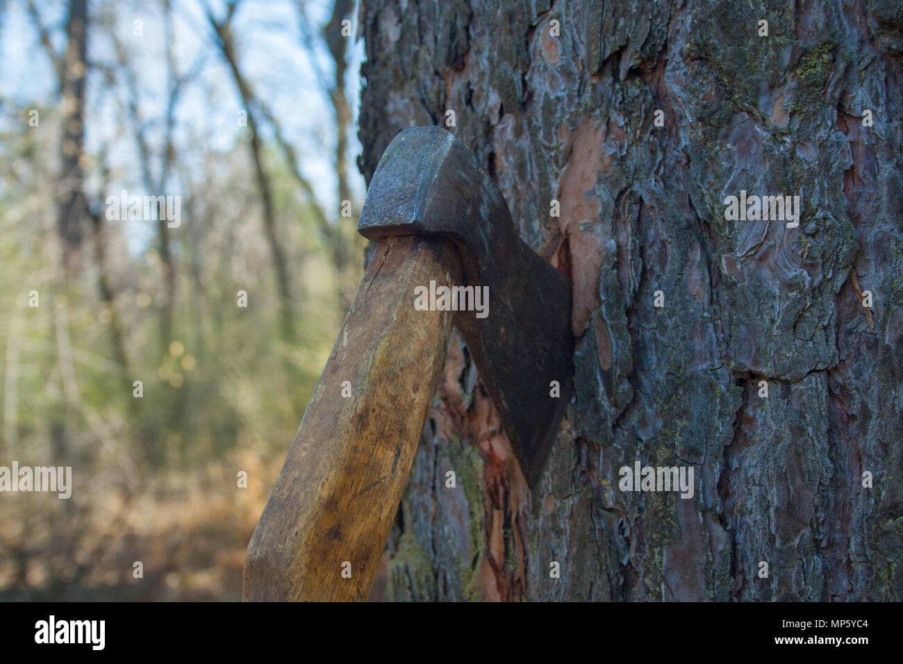 Old dirty hatchet is stuck in pine tree Stock Photo - Alamy