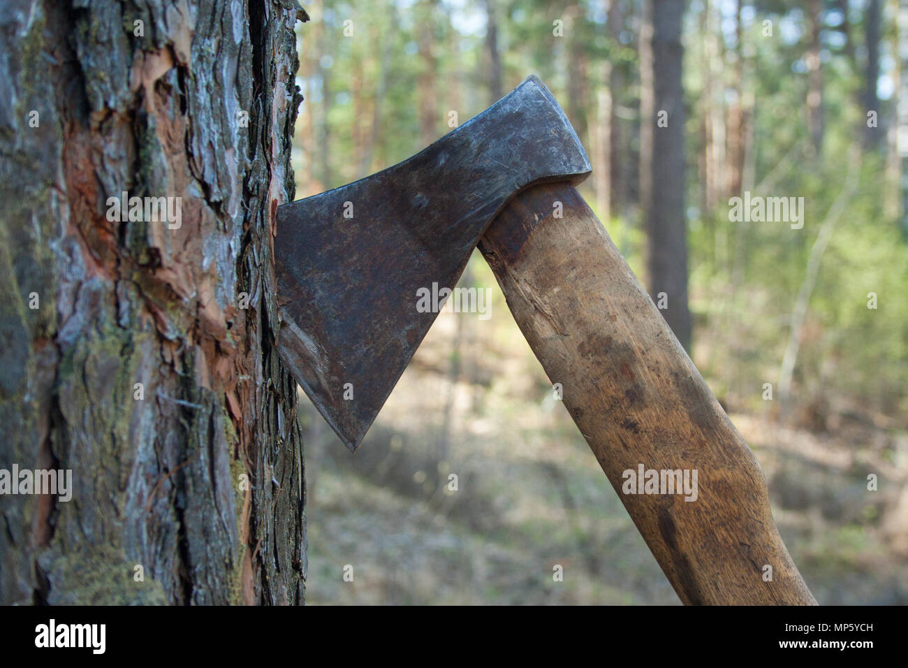 Old dirty hatchet is stuck in pine tree Stock Photo - Alamy