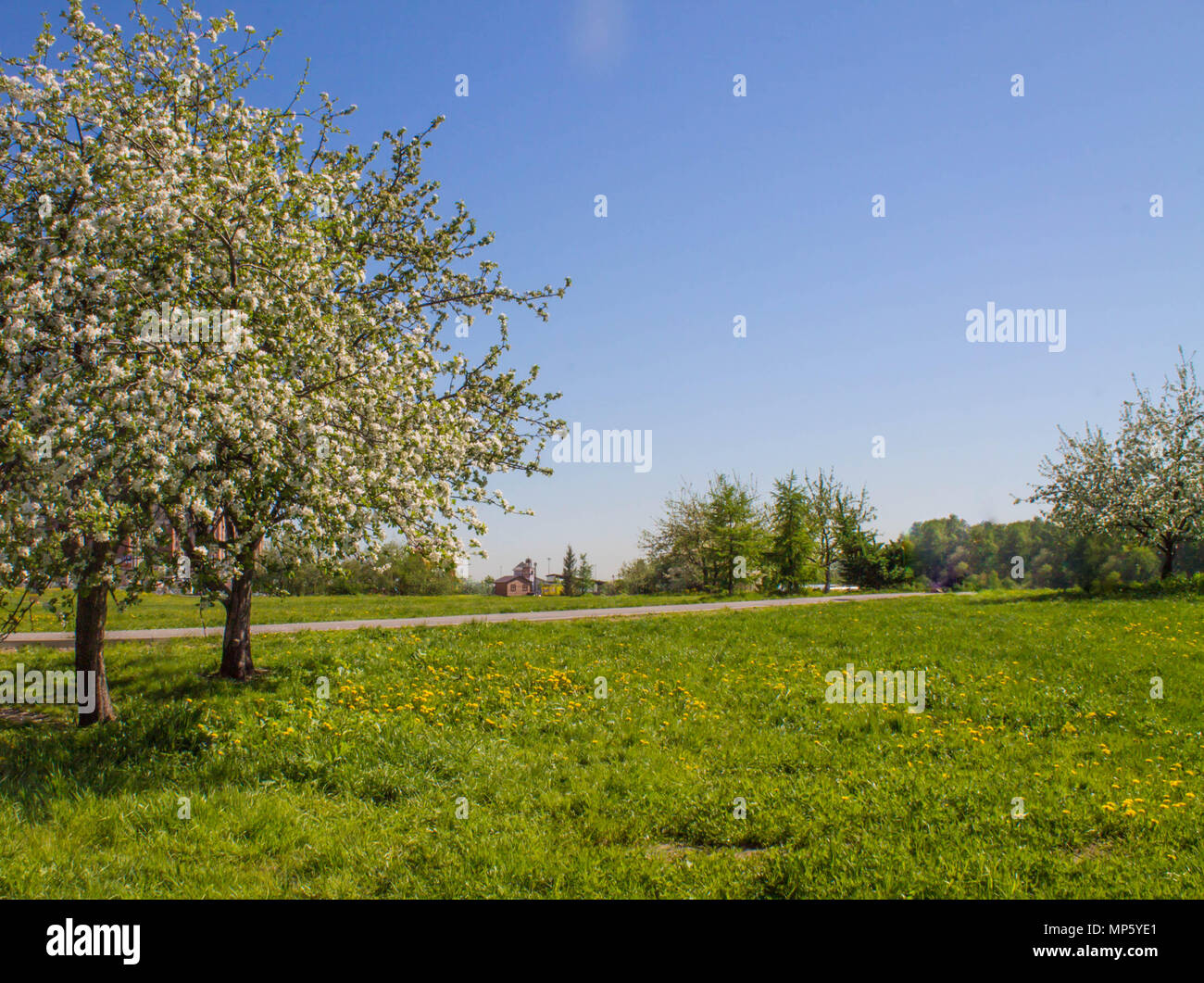 Apple tree blooms in the Park, landscape Stock Photo - Alamy