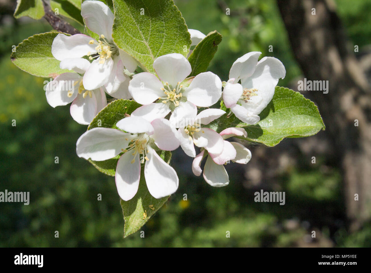 Apple tree blooms hi-res stock photography and images - Alamy