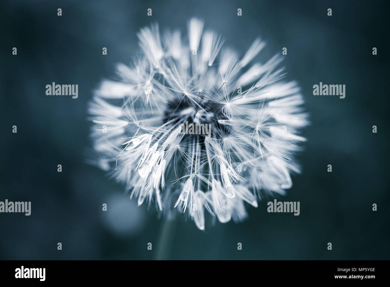 Fluff effect hi-res stock photography and images - Alamy