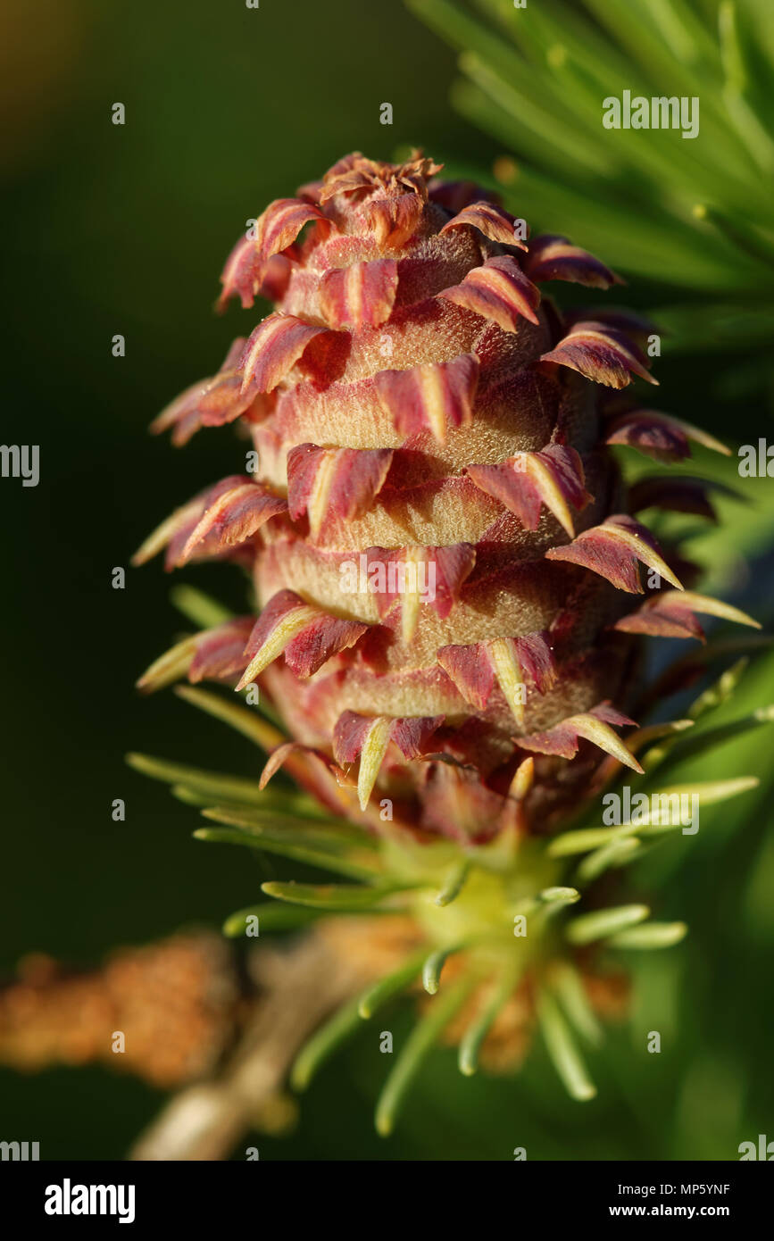 Ovulate cone of larch tree in spring, end of May Stock Photo - Alamy
