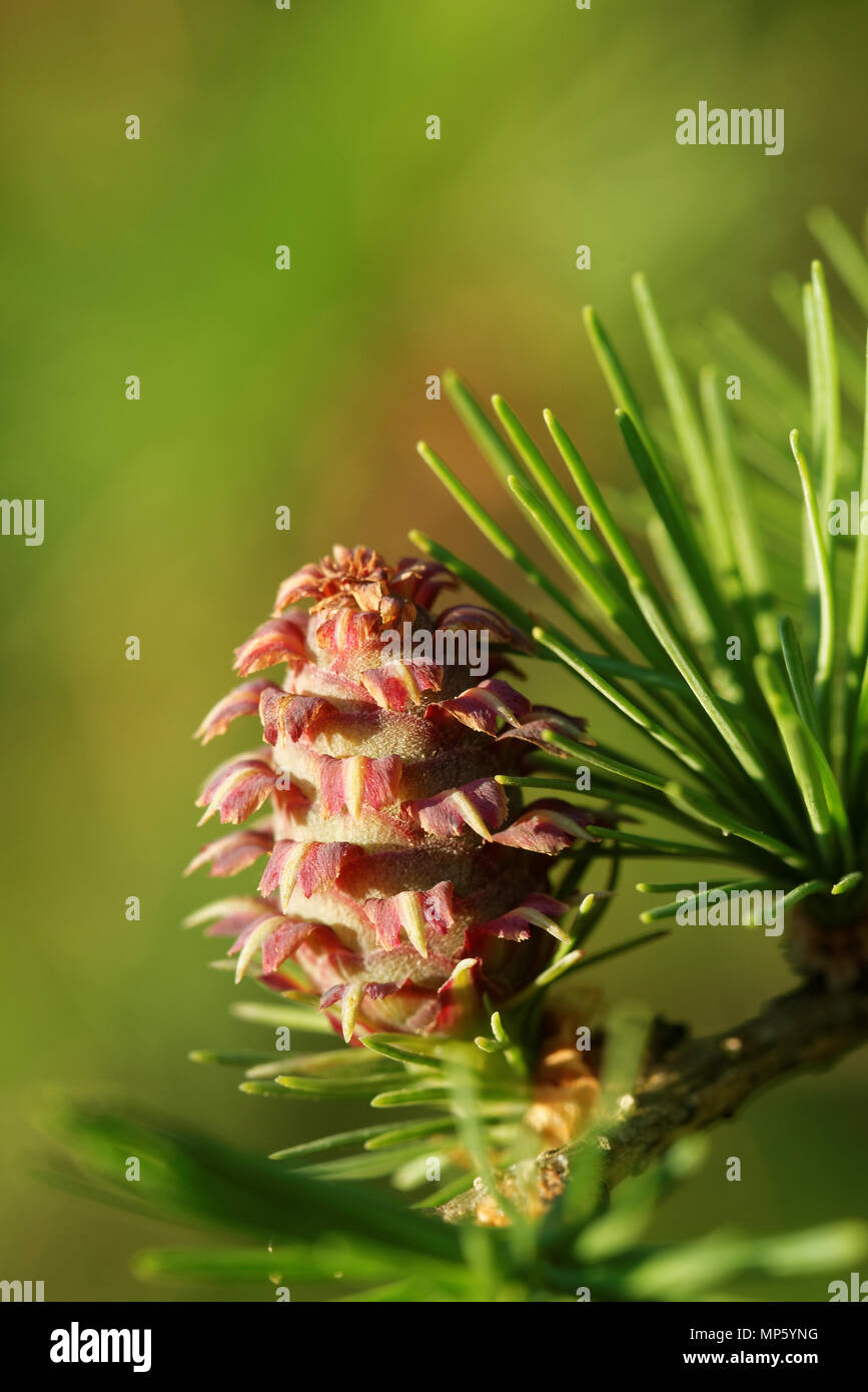 Ovulate cone of larch tree in spring, end of May Stock Photo - Alamy