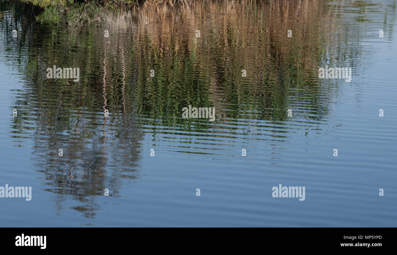 Reflection of colorful lake plants reflected on water creating a ...