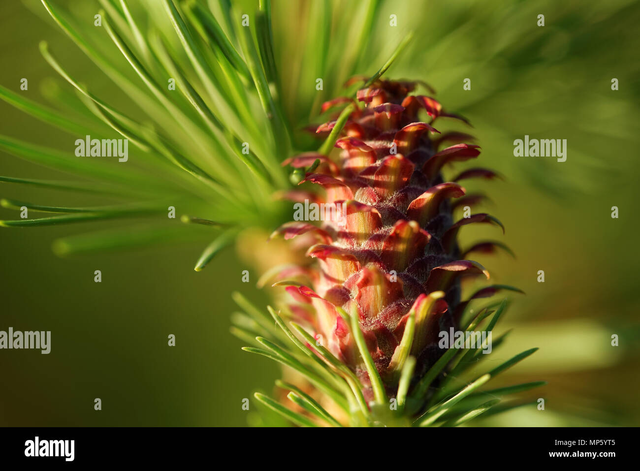Ovulate cone of larch tree in spring, end of May Stock Photo - Alamy