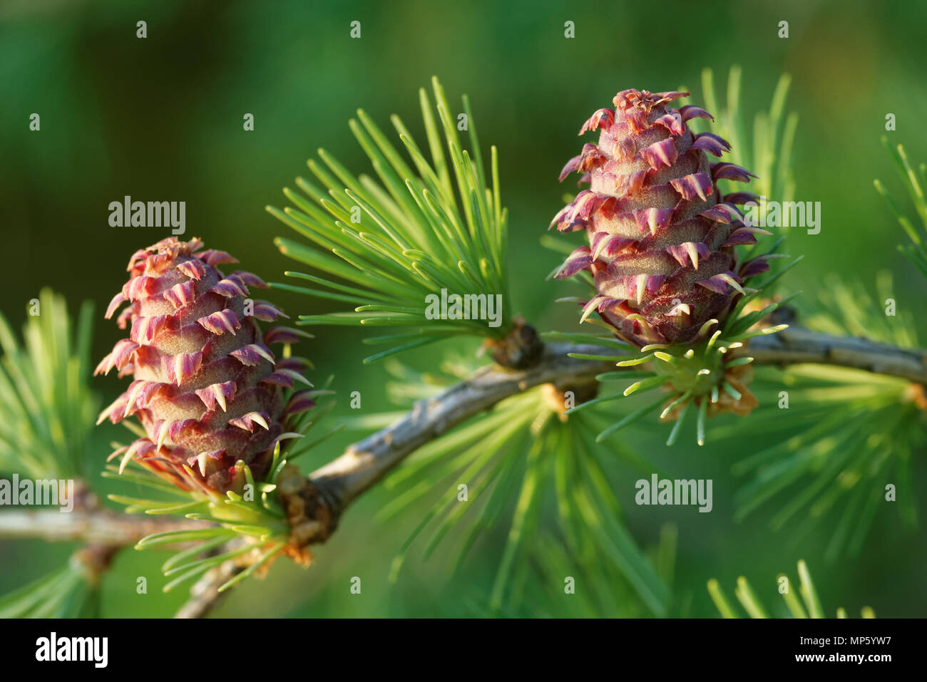 Ovulate cones of larch tree in spring, end of May Stock Photo - Alamy