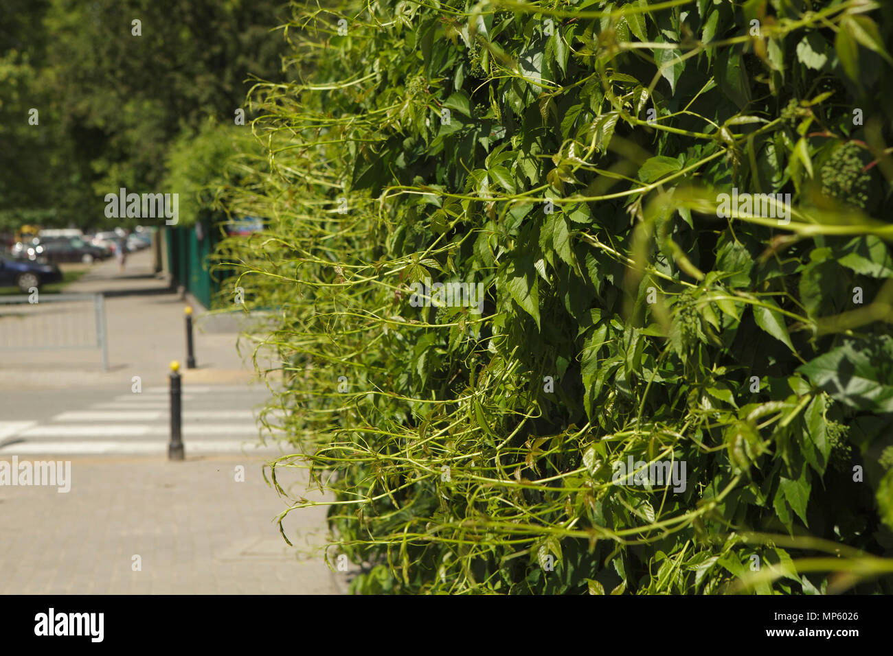 Green capital city hi-res stock photography and images - Alamy