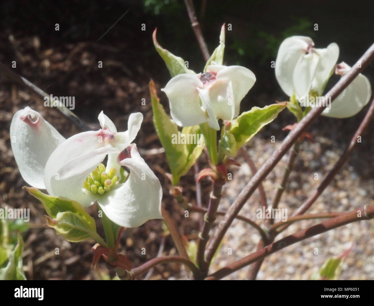Dogwood bush "Cherokee Daybreak" in flower Stock Photo - Alamy