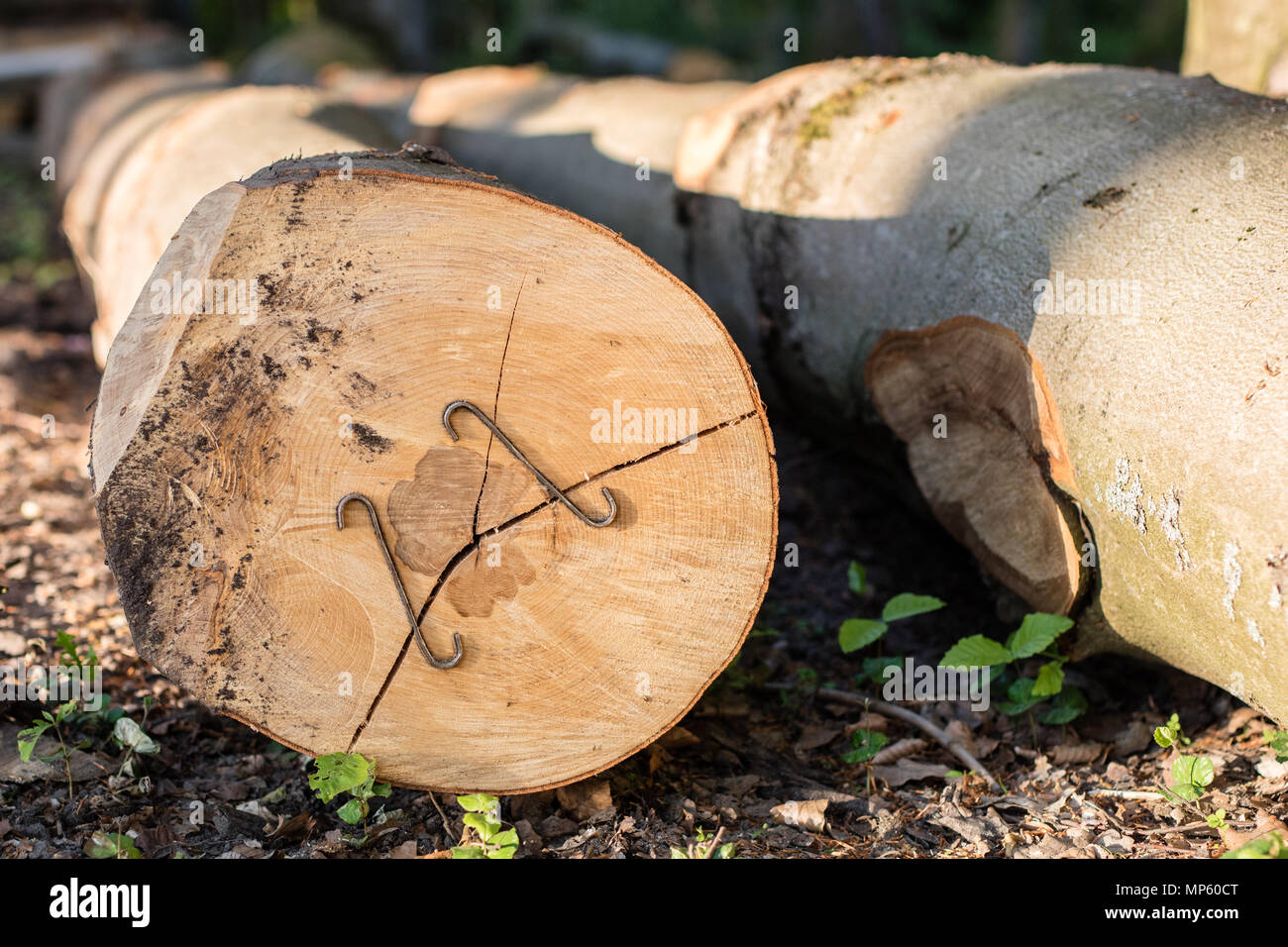 Staples used for wood logs. Accessories for securing wood in the forest ...