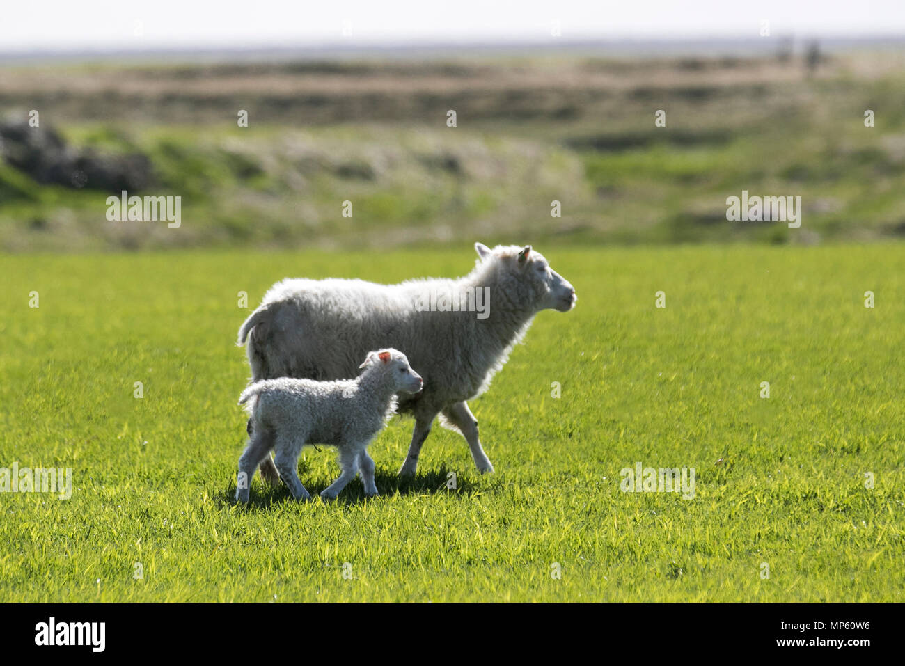 Icelandic sheep with ewe, a breed of domestic sheep. The Icelandic ...
