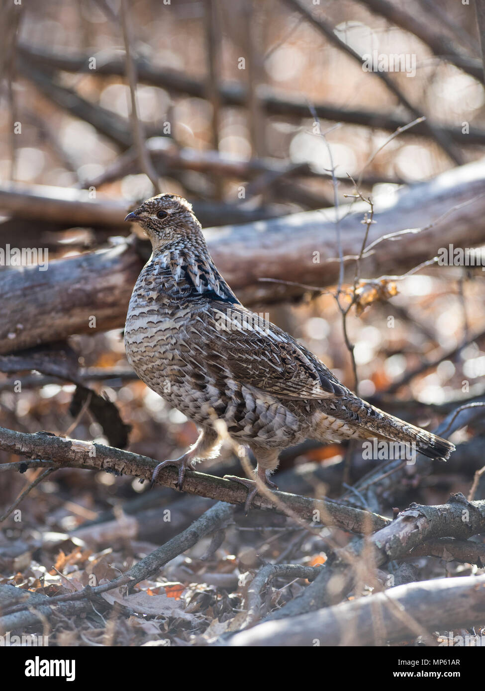 A Male Ruffed Grouse in the spring in Minnesota Stock Photo - Alamy