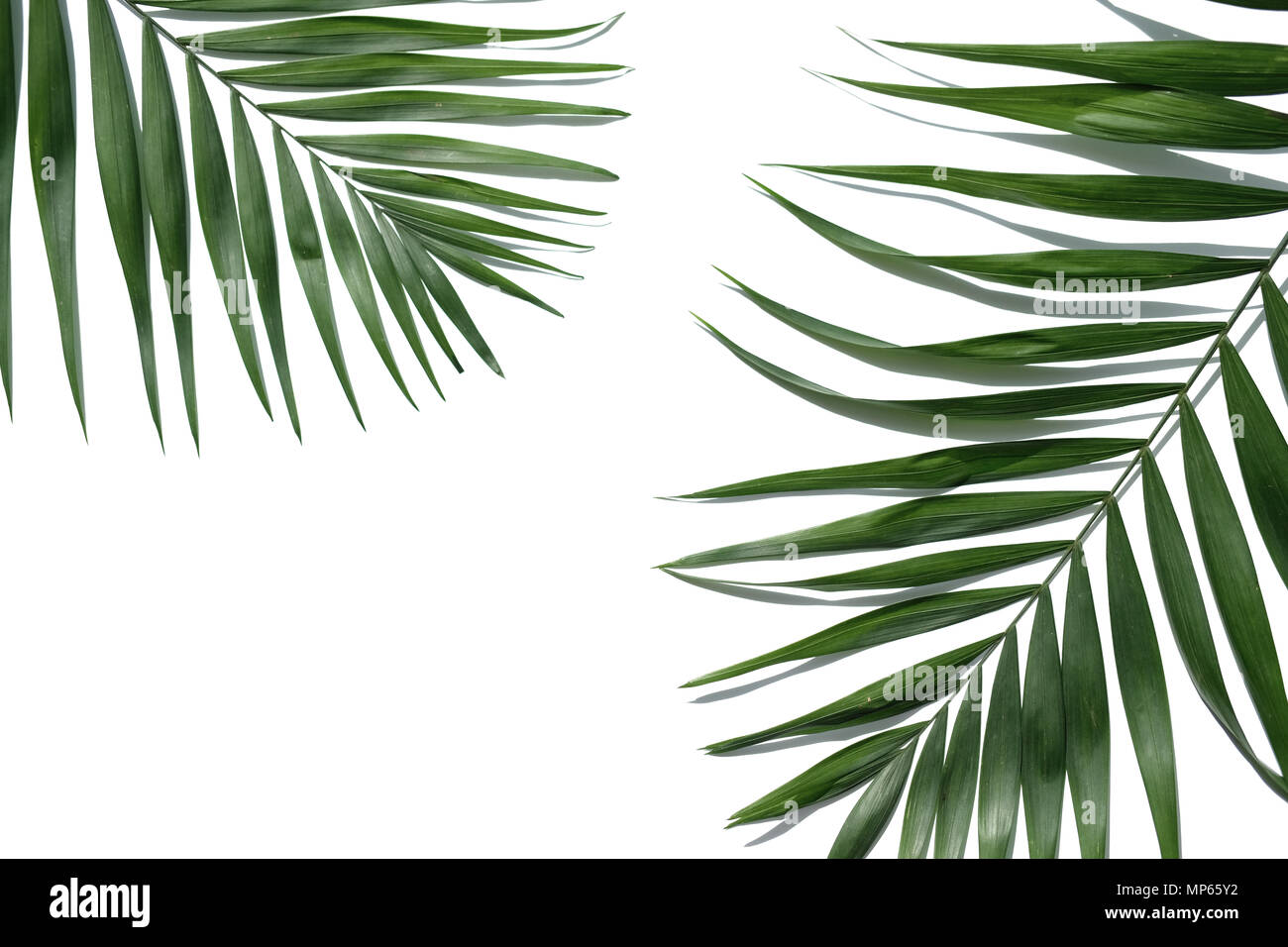 Tropical palm tree leaf on a white background Stock Photo - Alamy