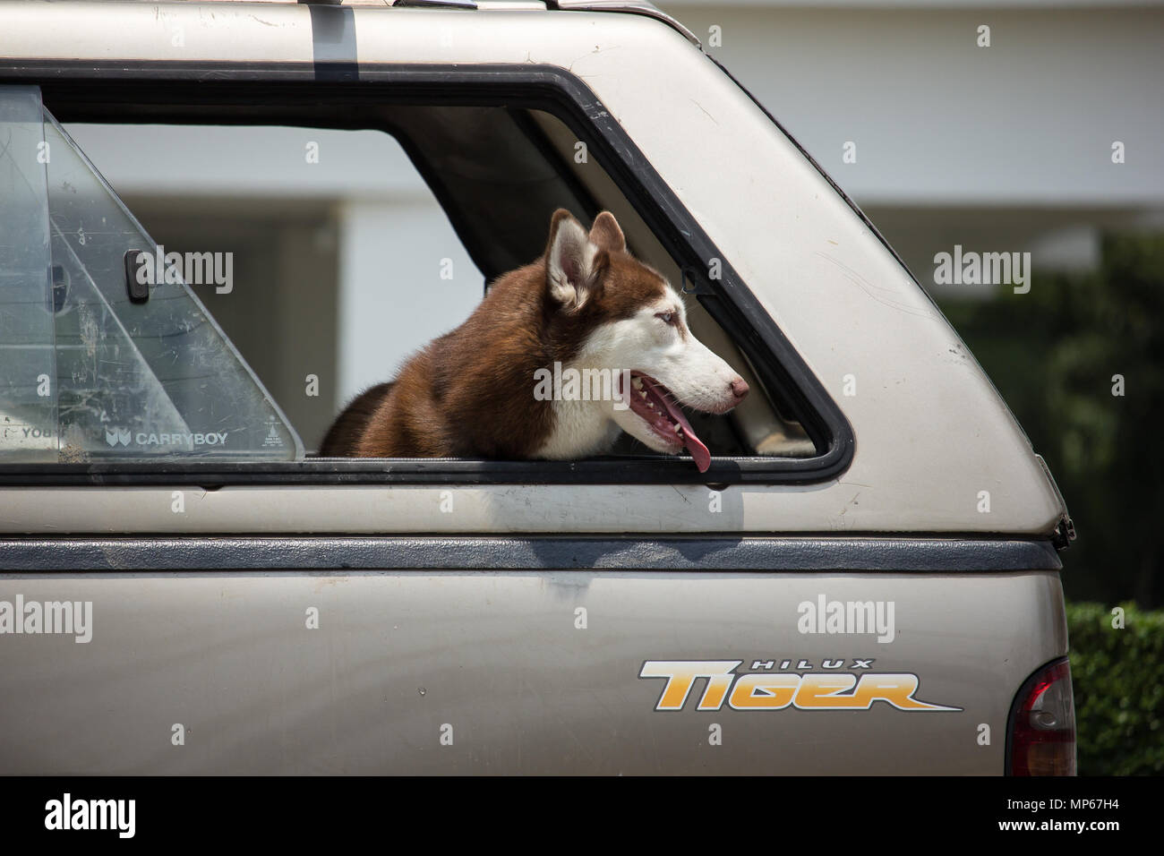 Toyota hilux dog hi-res stock photography and images - Alamy