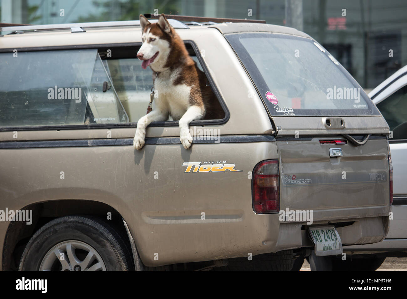 Toyota hilux dog hi-res stock photography and images - Alamy