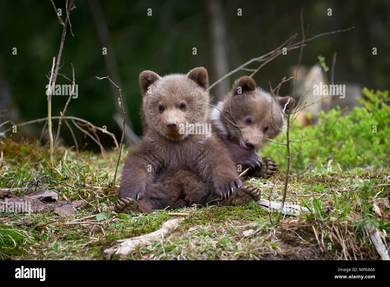 Wild brown bear cub closeup in summer forest Stock Photo - Alamy