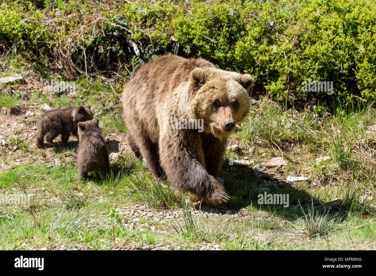 Chill grizzly bear hi-res stock photography and images - Alamy
