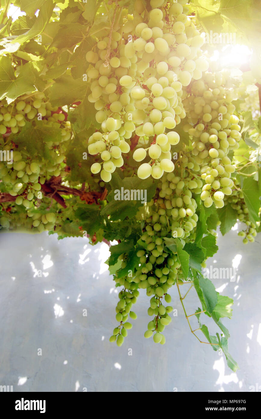 Bunch of grapes on the vine with green leaves Stock Photo - Alamy