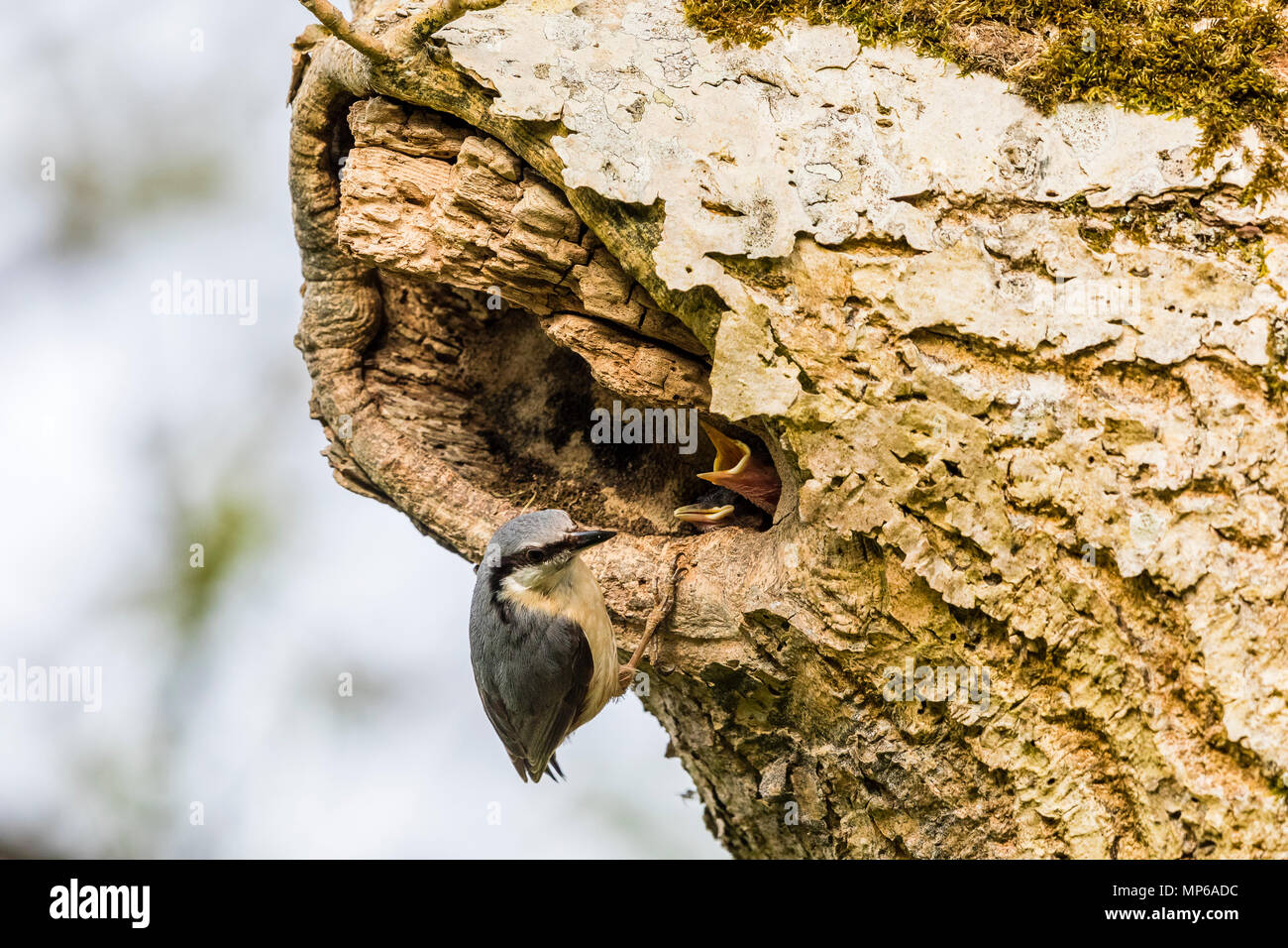 European nuthatch attending to its young in a nest in an ash tree Stock ...