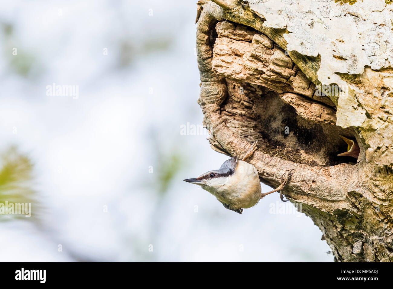 European nuthatch attending to its young in a nest in an ash tree Stock ...