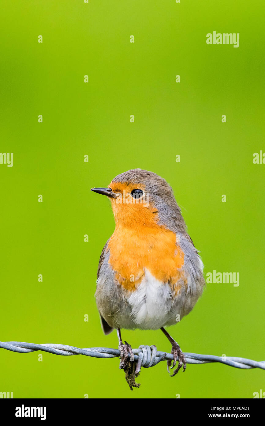 A robin foraging in the spring sunshine in mid Wales Stock Photo - Alamy