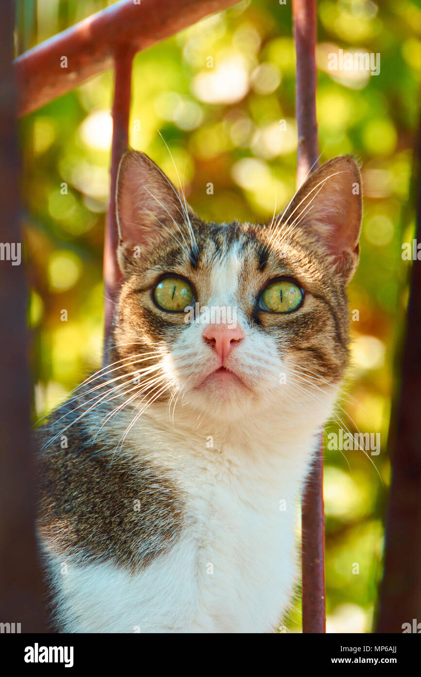 Portrait of a cat looking forward. Foliage in background. Selective ...