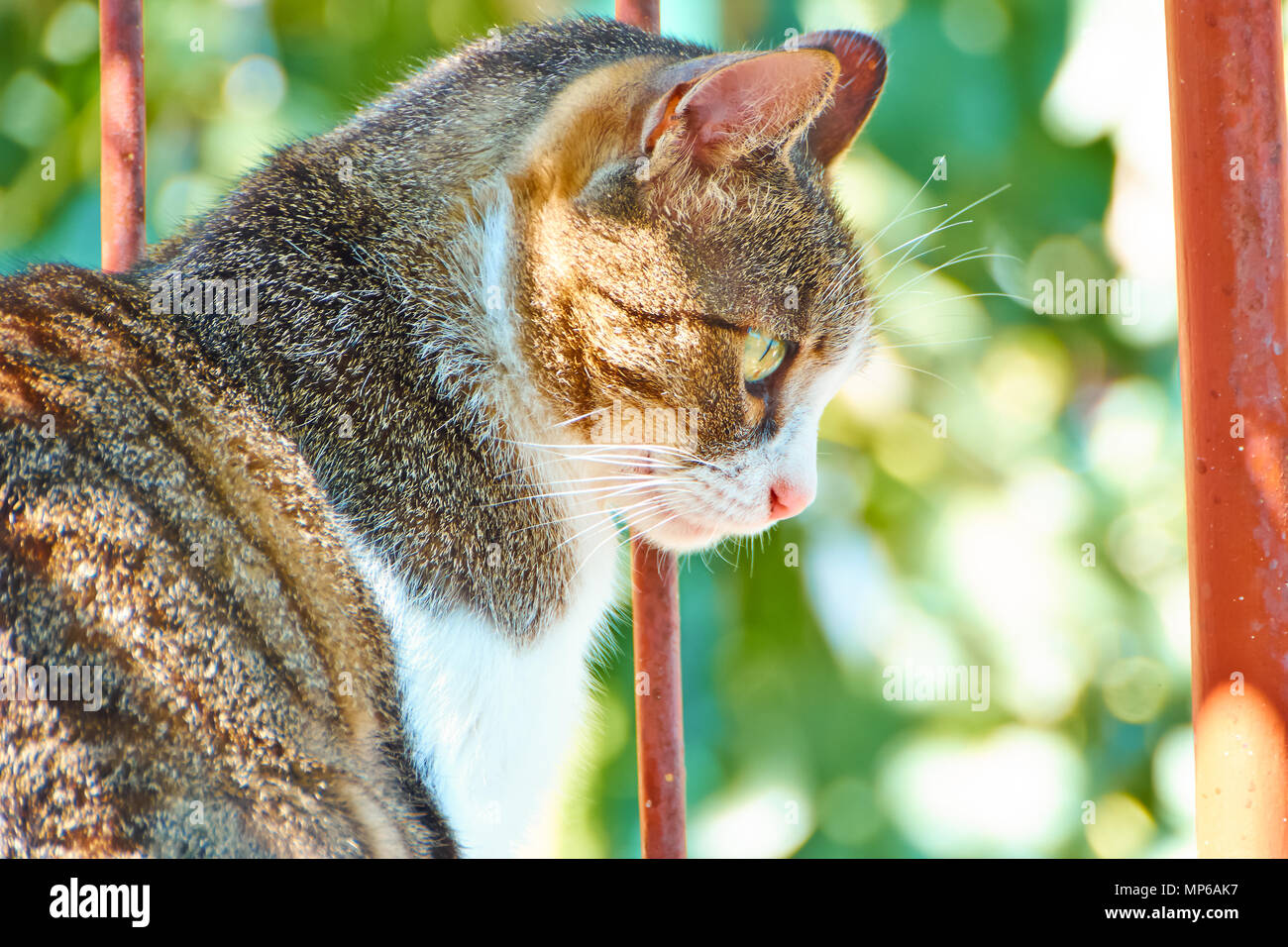 Close Up Tabby Cat Profile High Resolution Stock Photography and Images ...