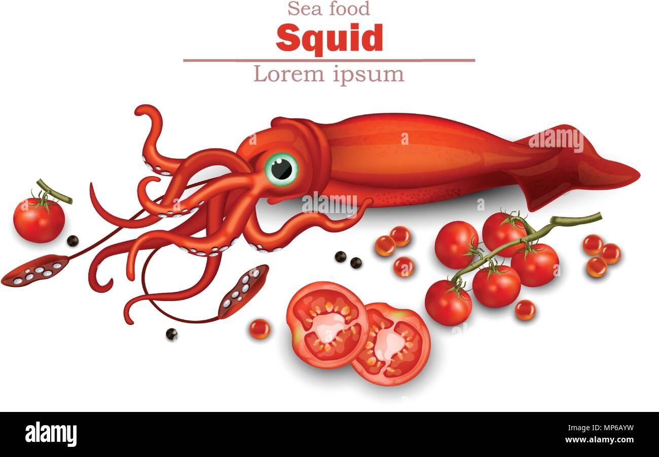 Squid isolated on white Vector. Seafood card background illustration ...