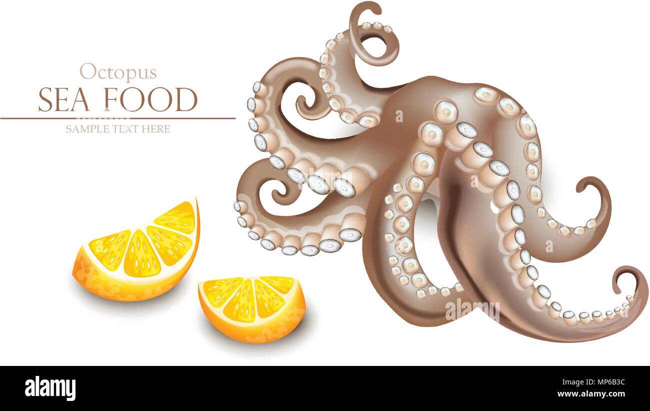 Octopus Vector realistic isolated on white. 3d detailed illustration ...