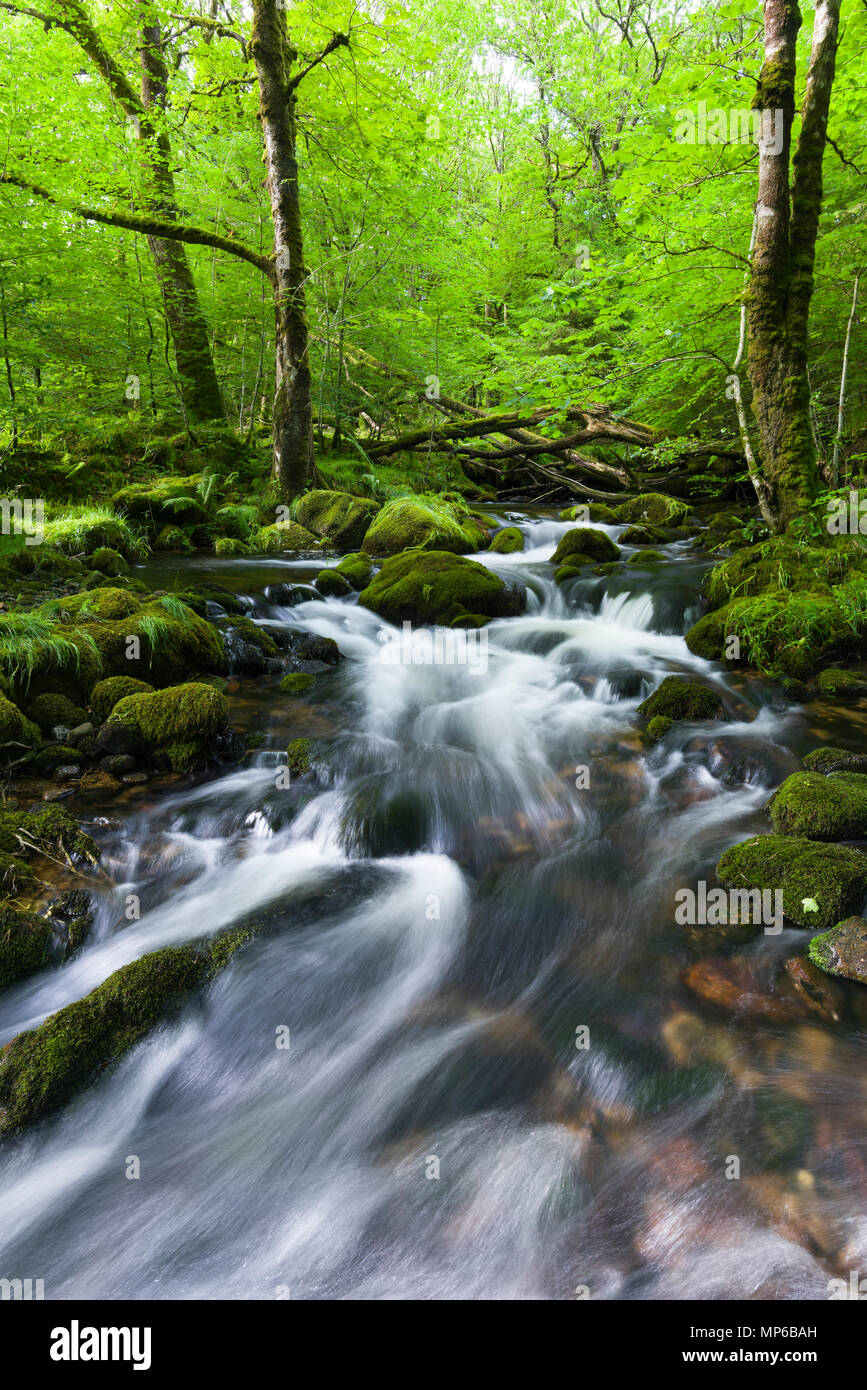 The River Meavy upstream of Burrator Reservior in Dartmoor National ...
