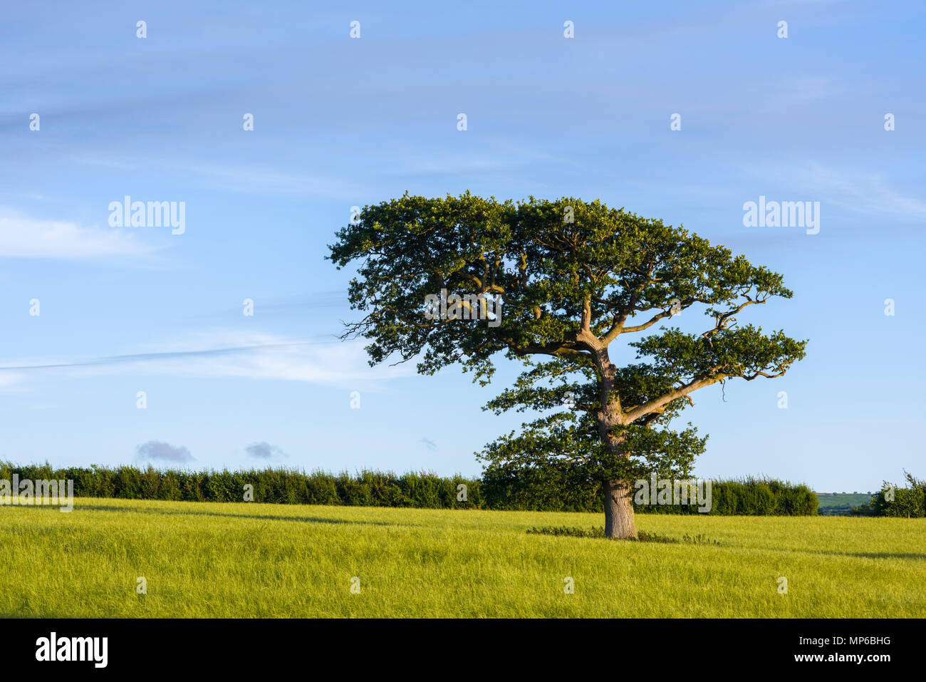 An oak tree growing in a meadow in Somerset, England Stock Photo - Alamy