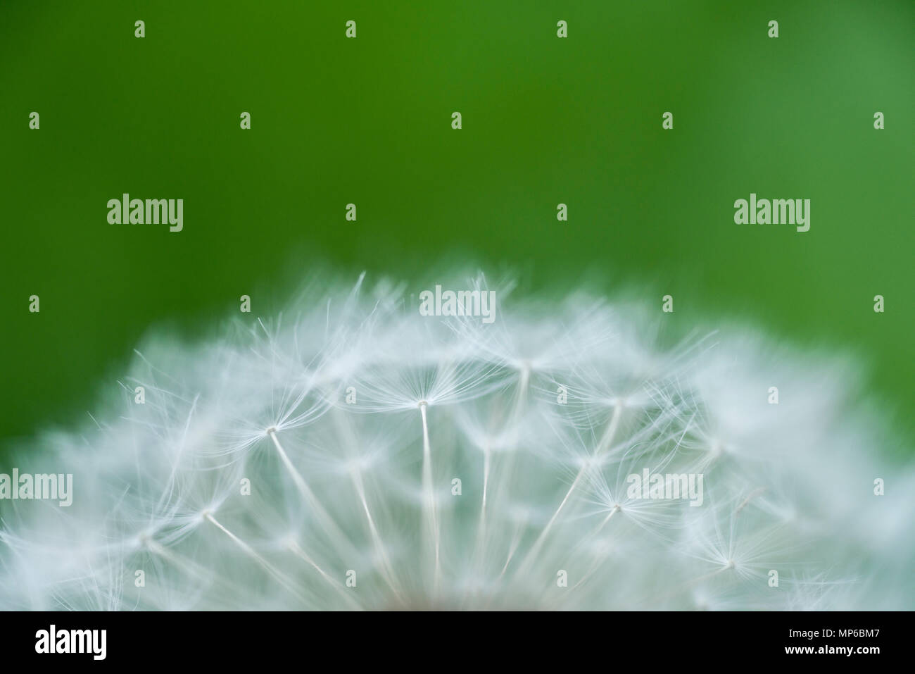 Dandelion clock hi-res stock photography and images - Alamy