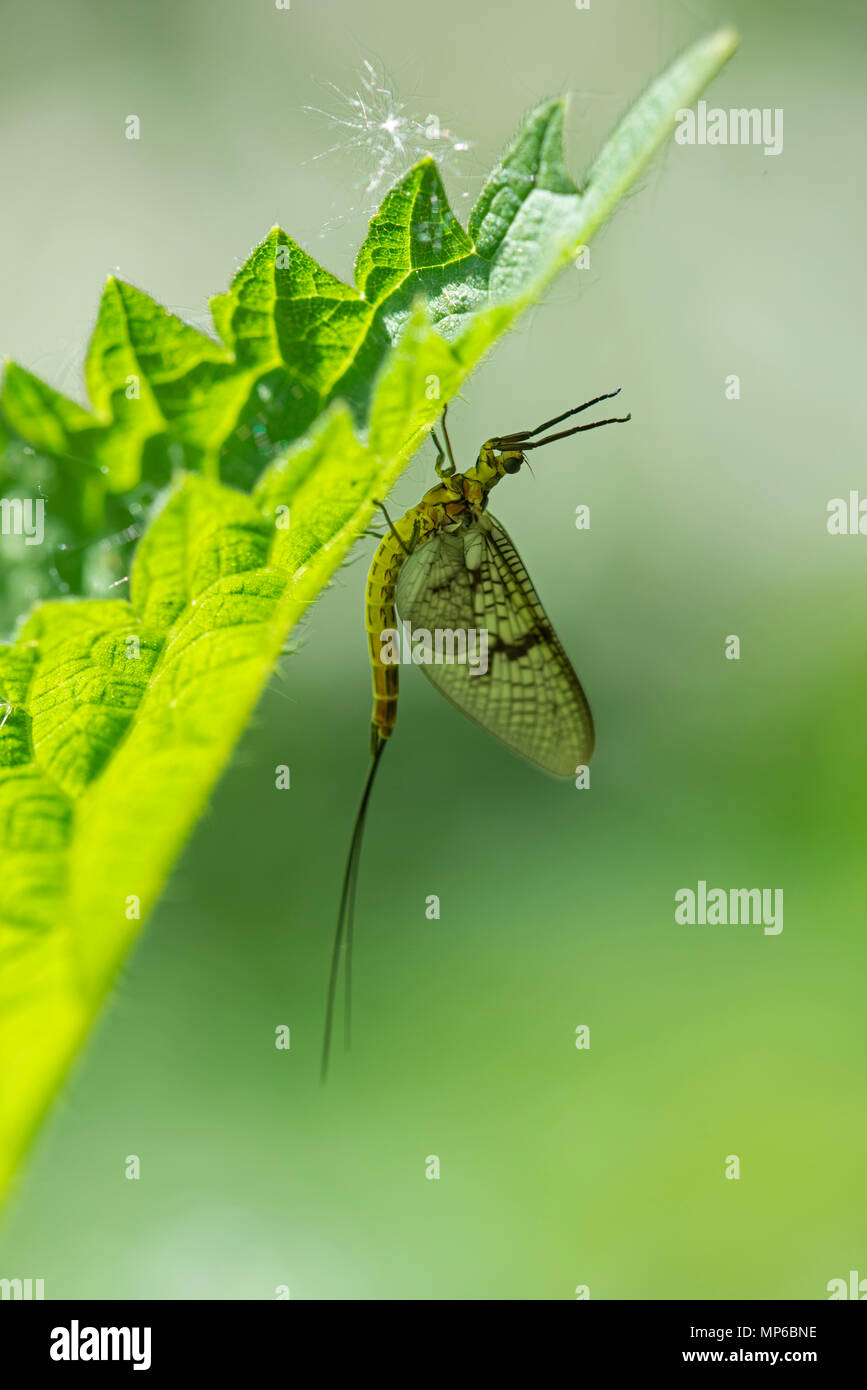 Ephemera hi-res stock photography and images - Alamy