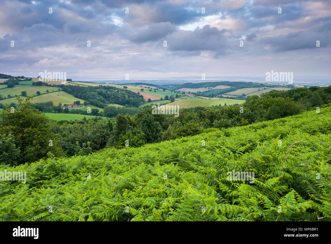 The quantock hills hi-res stock photography and images - Alamy