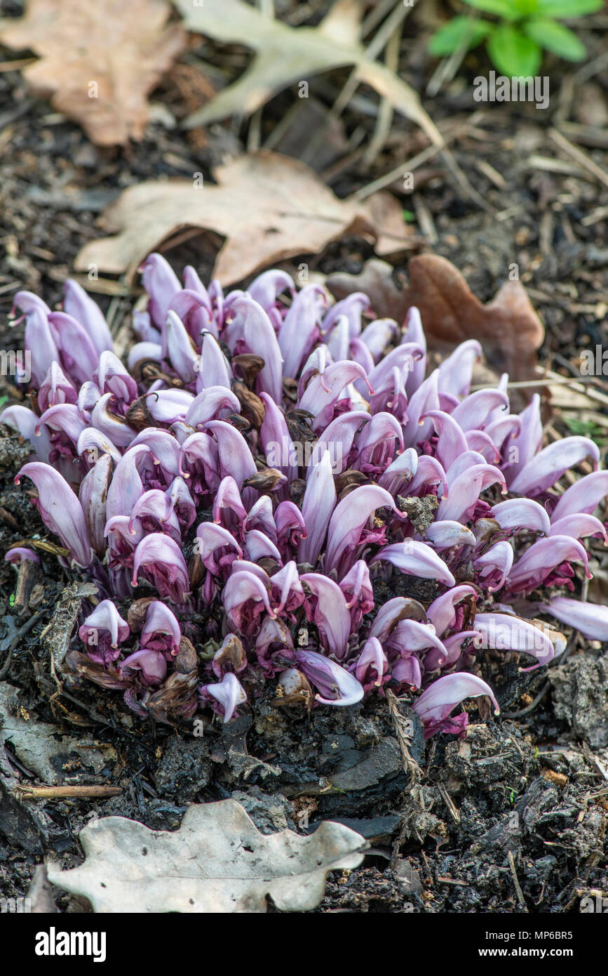 Purple Toothwort: Lathraea clandestina Stock Photo - Alamy
