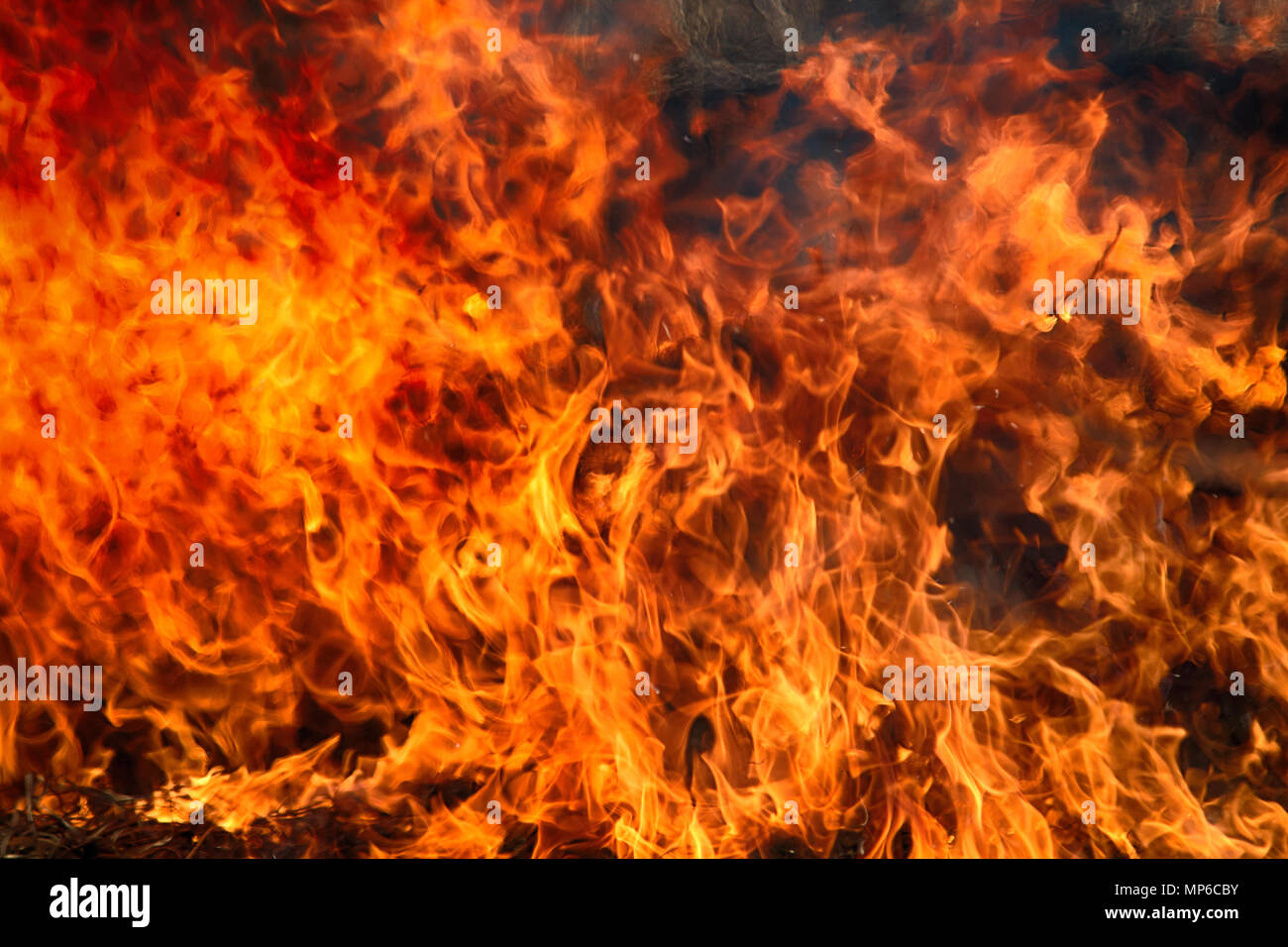 Fire storm, fire gale. Fire in shrub kills huge number small animals ...