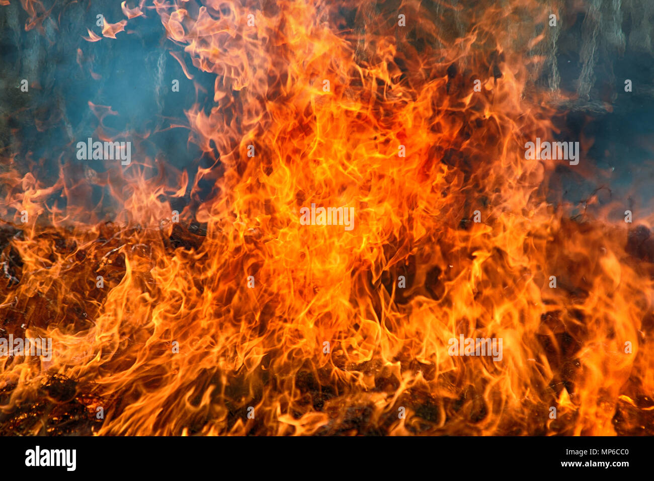 Prairie fire. Dry grass blazes among bushes, fire in bushes area. Fire ...