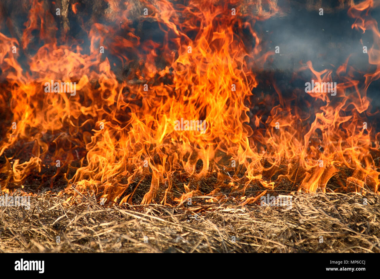 Prairie fire. Dry grass blazes among bushes, fire in bushes area. Fire ...