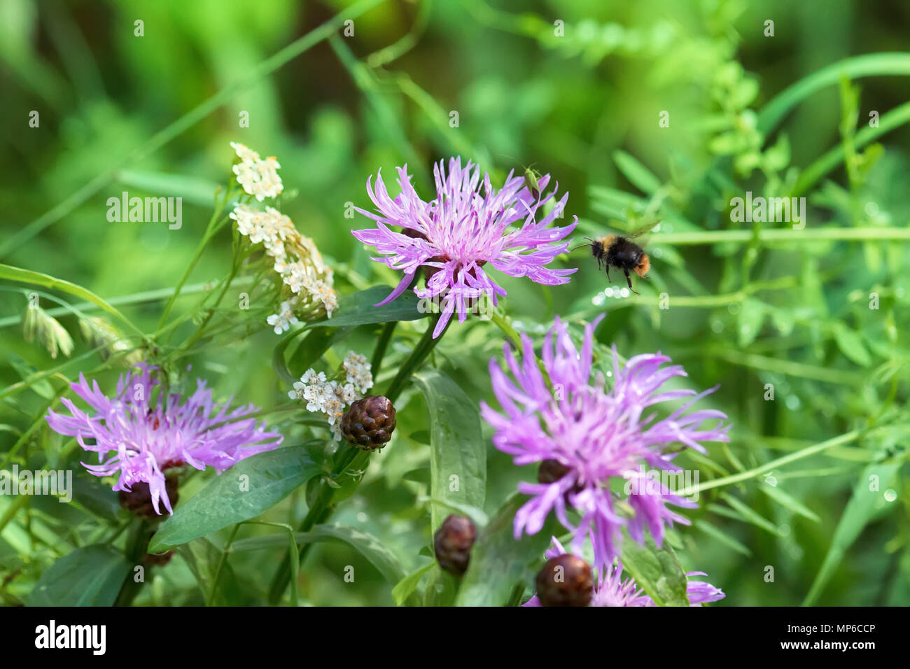 Bombus lapidarius cornflower hi-res stock photography and images - Alamy