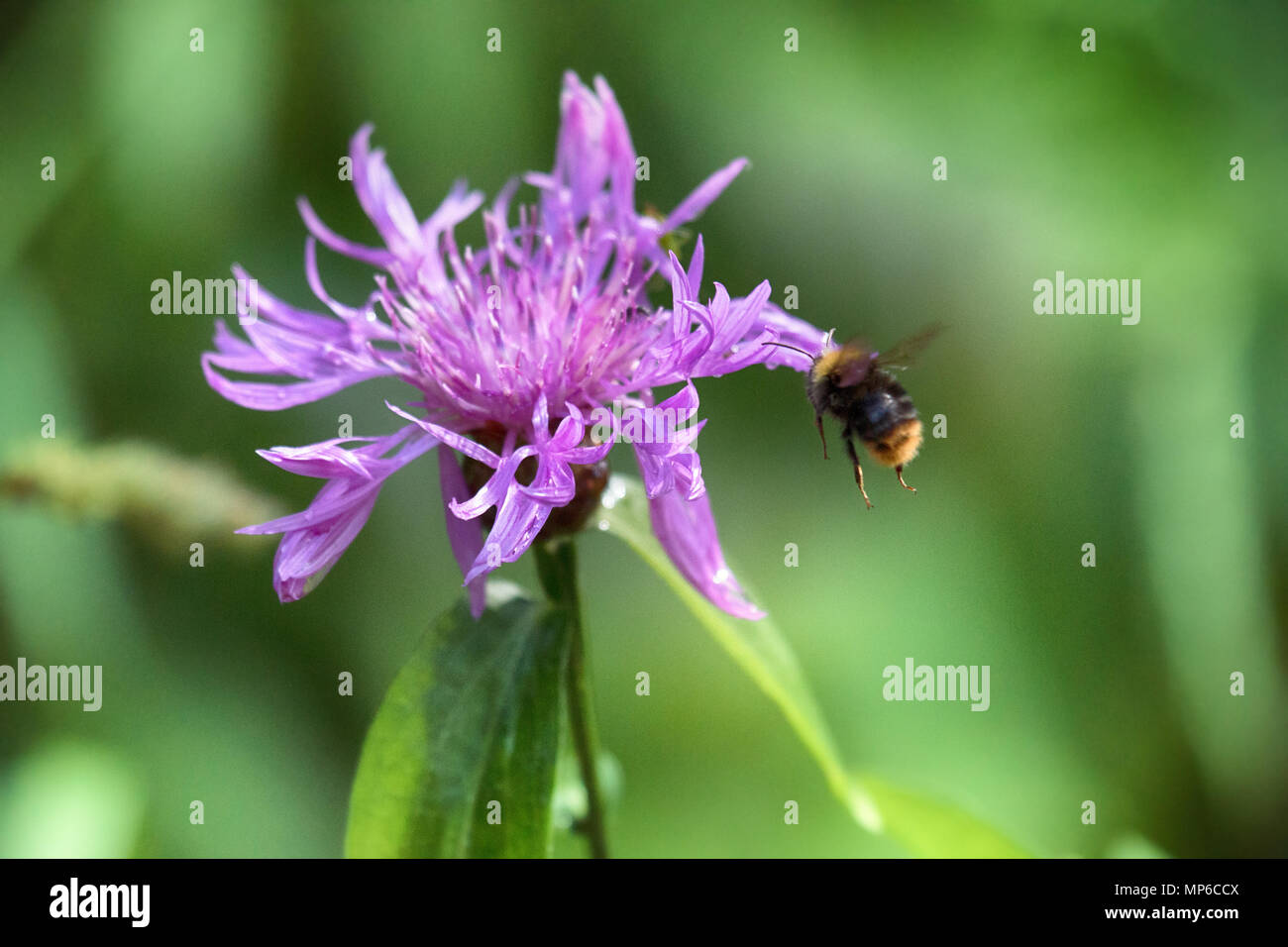 Bombus lapidarius cornflower hi-res stock photography and images - Alamy