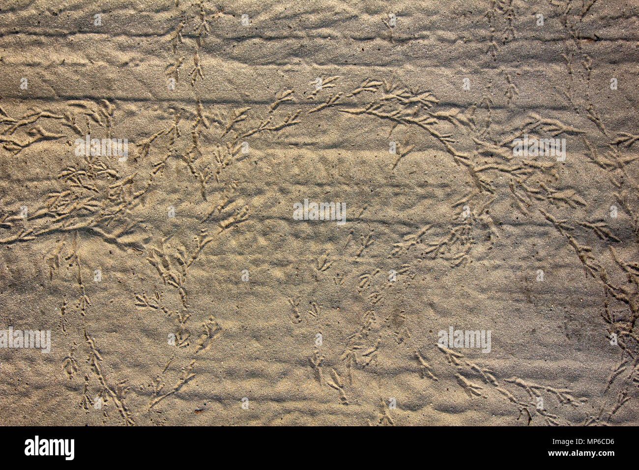 Ornamental ligatured script of prints of birds feet on sand, bird trail ...