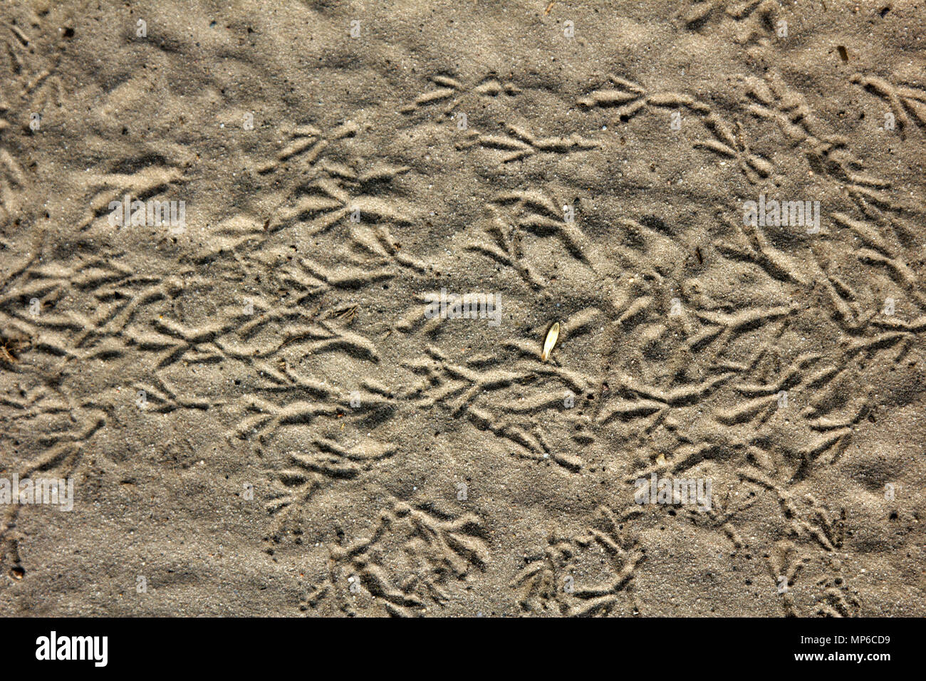 Ligature Mark High Resolution Stock Photography and Images - Alamy