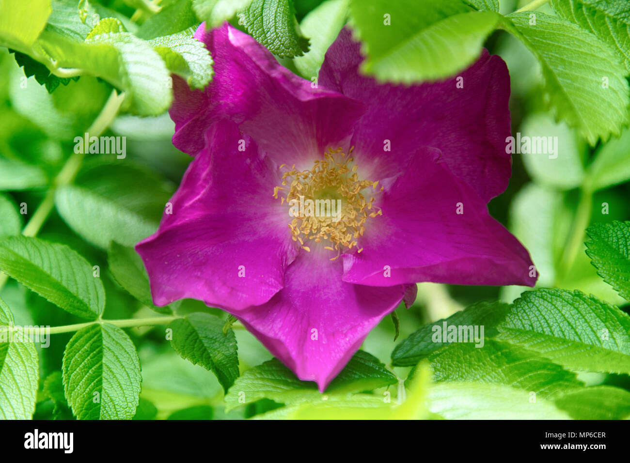 Wild rose, ramanas rose (Rosa rugosa rubra) blooms and fills air with ...