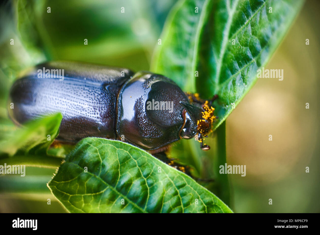 Forest insect kerala hi-res stock photography and images - Alamy