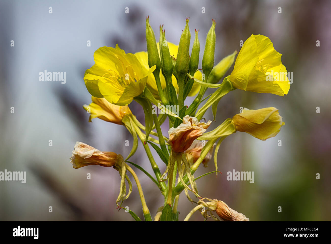 mullein (water-diluted cow dung, Verbascum) in late summer, bright ...