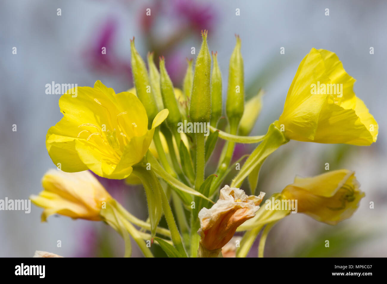mullein (water-diluted cow dung, Verbascum sp.) in late summer, bright ...