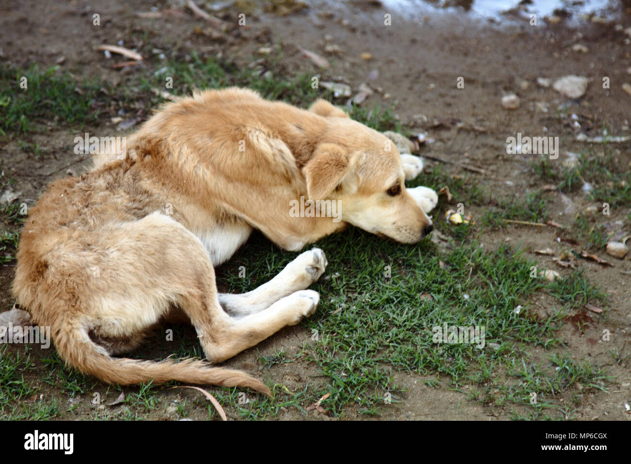 Stray dog on ground, top view. Rescue and shelters for homeless animals ...